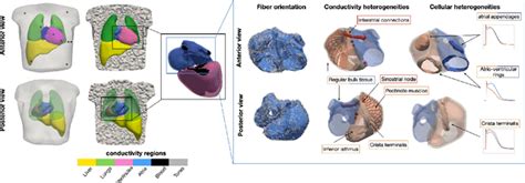 Comparison Of Propagation Models And Forward Calculation Methods On Cellular Tissue And Organ