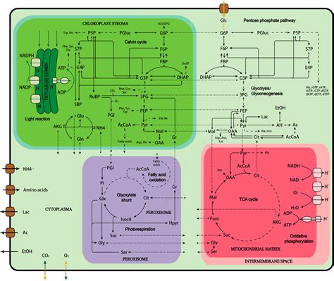 Figure 2 From Genome Based Metabolic Mapping And 13c Flux Analysis