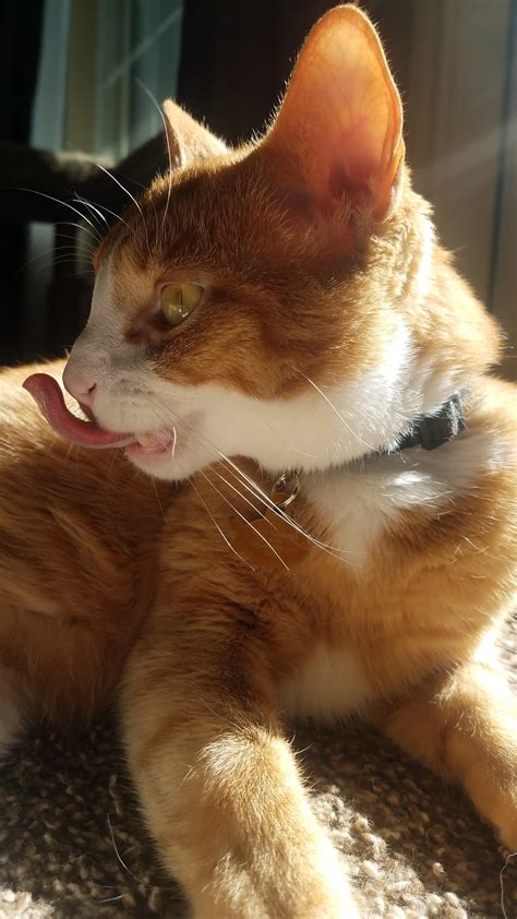 Tried To Get A Cute Picture Of My Cat Got This Mlem Instead Rmlem