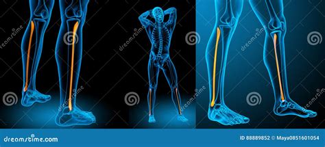 Tibia Royalty Free Cartoon 88889852