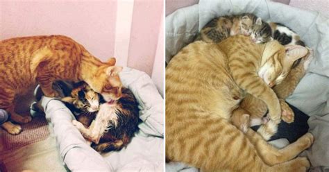 Heartwarming Images Capture A Father Cat Supporting Mother Cat During