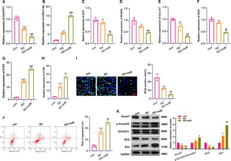 Overexpression Of Mir‐21‐5p Inhibited The Differentiation And