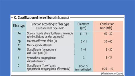 Nerve Classificationpptx
