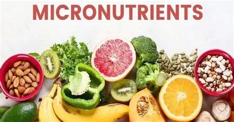 Micronutrients Body Required Nutrients Assignment Point