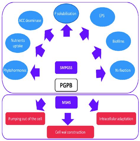 Pgpb Plant Growth Promoting Bacteria Salinity Resistance Strategies Download Scientific