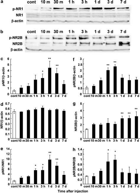 Nmdar Phosphorylation After Injection Of Ccl 1 In The Spinal Cord A