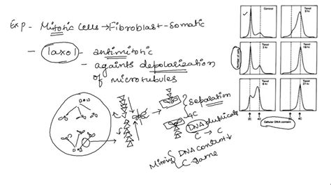 Solved Q11 The Figure A Below Shows The Flow Cytometry Chart Of Hela