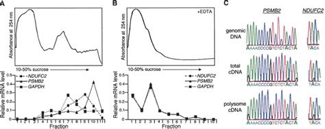 Mammalian Mrnas With Edited 3 9 Utrs Are Present On Polysomes Download Scientific Diagram