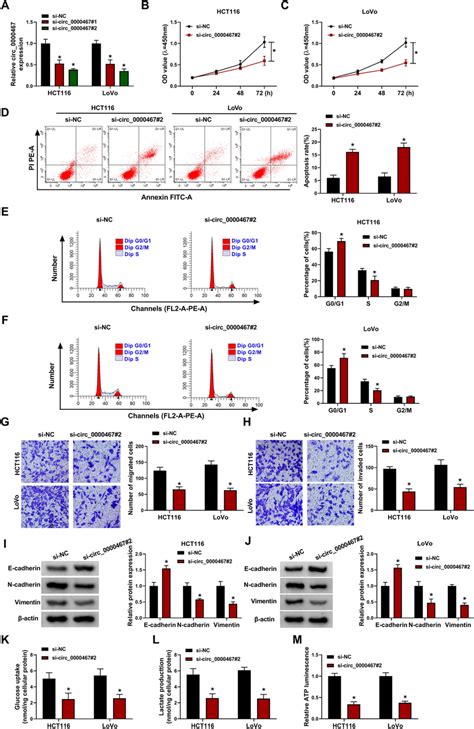 Circ0000467 Knockdown Hindered Crc Cell Proliferation Migration