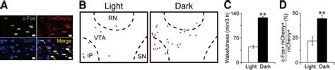 Vmp Gabaergic Neurons Exhibited Higher C Fos Expression During Night