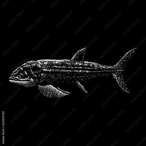 Leedsichthys Hand Drawing Vector Illustration Isolated On Black Background Stock Vector Adobe
