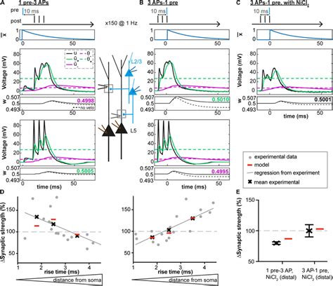 Distance Dependent Stdp At Synapses Between Layer 2 3 And Layer 5