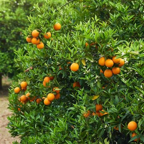 طبع نارنگی گرم است یا سرد؟ مصلح نارنگی در طب سنتی چیه؟