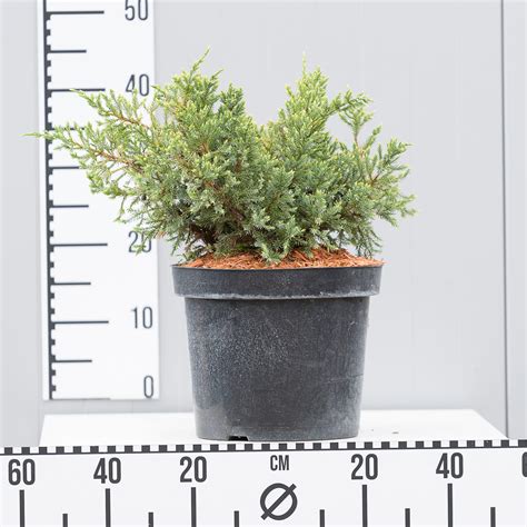 Jałowiec Łuskowaty Dream Joy Sadzonka 20 cm Sklep Niepodlewam
