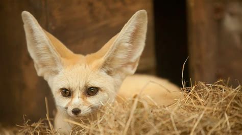 Why Do Fennec Foxes Have Big Ears All Small Pets