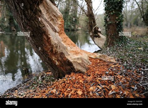 Ein Von Bibern Angenagter Baum Am Ufer Der Nuthe In Potsdam 17 Januar 2025 Biber A Tree