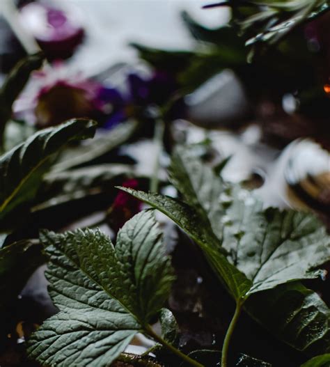 Best Blackcurrant And Cassis Perfumes Soki London