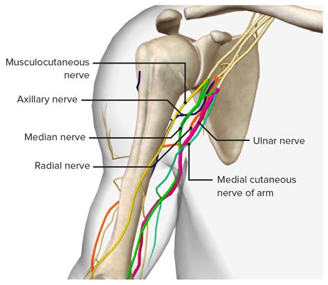 Brachial Plexus In Brachial Plexus Products Subscapularis Muscle The