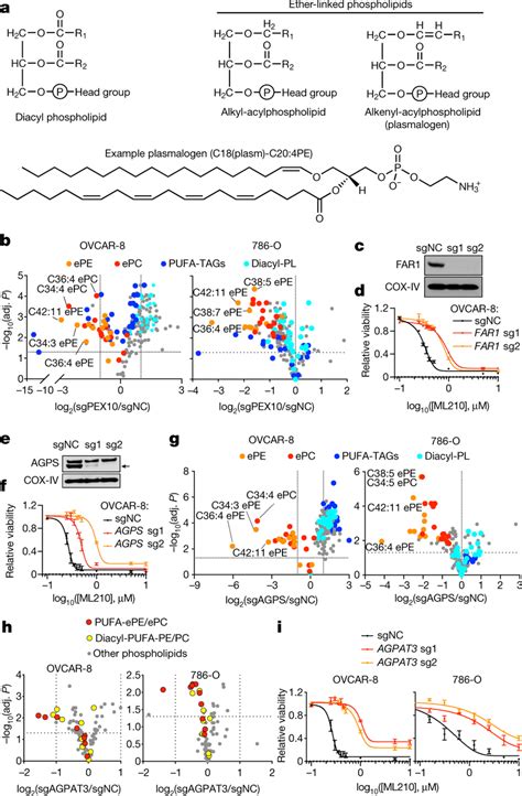 The Polyunsaturated Ether Lipid Biosynthesis Pathway Mediates The