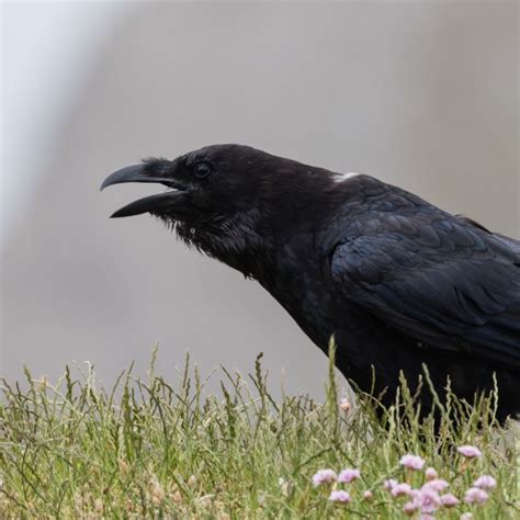 Raven Bto