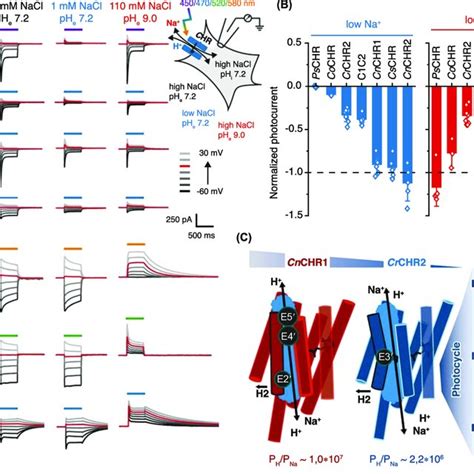 3 Ion Selectivity A Photocurrents Measured Under Three Different