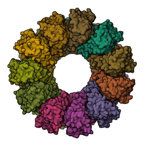 RCSB PDB 8FFR Revised Structure Of The Rabies Virus Nucleoprotein