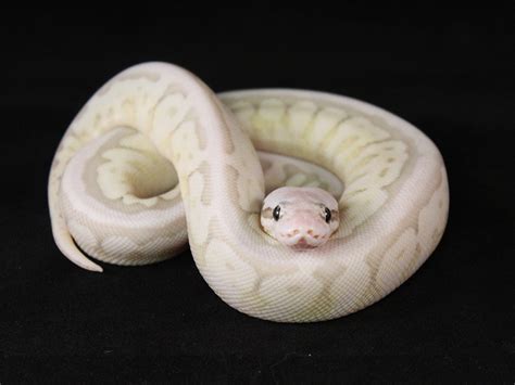 Morph List World Of Ball Pythons