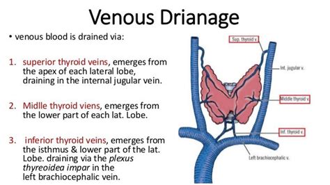 Thyroid Gland