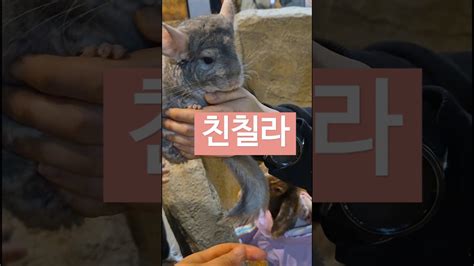 친칠라 너무 궁금했는데 드디어 만났네요 너무 귀여워요 💕친칠라 Youtube