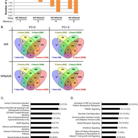 microarray analysis and ipa of cellular transcripts regulated by wr and