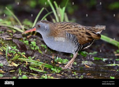 Water Rail Rallus Aquaticus Stock Photo Alamy