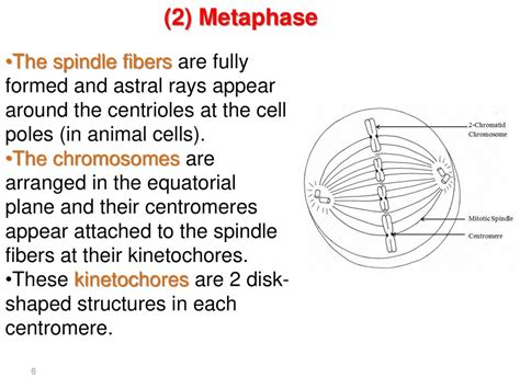 Metaphase Spindle Fibers