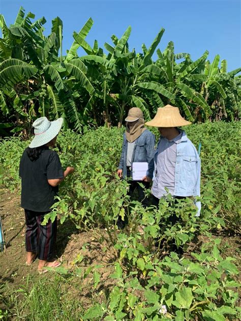 ศูนย์วิจ ศูนย์วิจัยและพัฒนาการเกษตรนครปฐม กรมวิชาการเกษตร