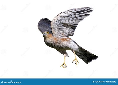 Sparrowhawk Accipiter Nisus Stock Image Image Of Hawk Nisus 78475789