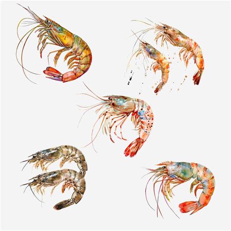 Watercolor Shrimp Clipart Wild Shrimp Cooked Shrimp Png Seafood Clipart