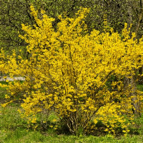 Live Forsythia Plant 8 To 10 Inches Tall Forsythia Bush Live Plant