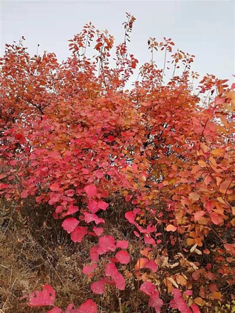 又到紅葉賞秋時北京大西山免費還不堵車在香山後山八大處一帶 每日頭條
