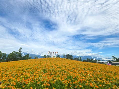 六十石山、赤科山金針花海綻放 花蓮府邀你走進金色山林 民生電子報