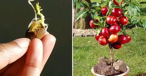 How To Grow A Peach Tree From Seed A Step By Step Guide Plants Gardens