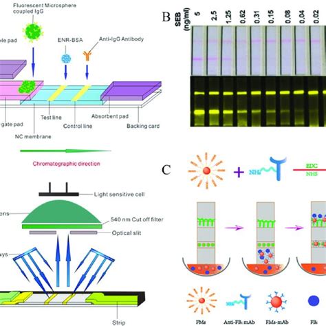 Pdf A Review For Fluorescent Lateral Flow Immunochromatographic Strip