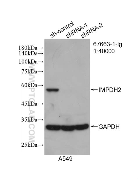 Impdh2 Antibody 67663 1 Ig Proteintech