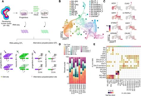 genetics of cell type specific post transcriptional gene regulation