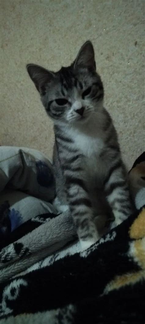 Злой котик)
