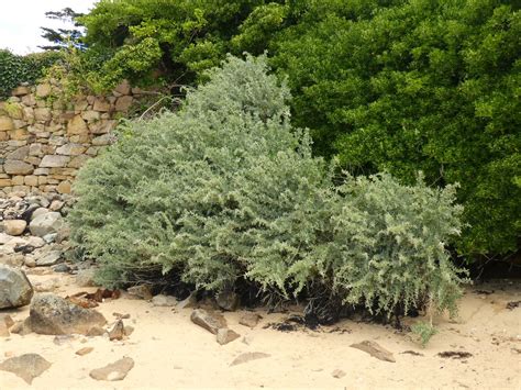 Atriplex Halimus Trees And Shrubs Online