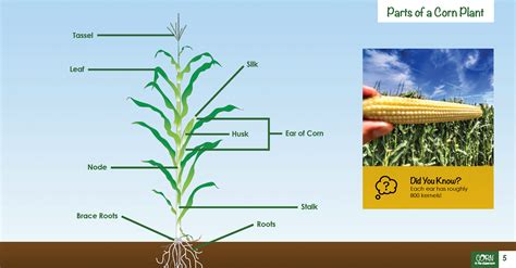 Parts Of A Sweet Corn Plant Diagram Structure Plants Clipart