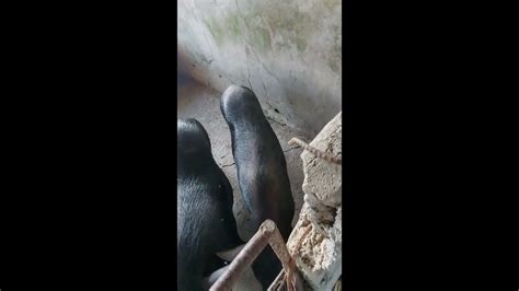 Native Pigs Youtube