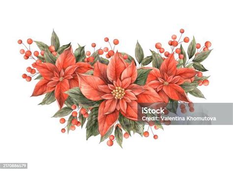 포인세티아 크리스마스 빨간 꽃 잎 빨간 열매 수채화 식물 꽃다발 손으로 그린 크리스마스 스타일 크리스마스와 새해 휴일 초대장 카드 배너를 위한 그림 0명에 대한 스톡 벡터