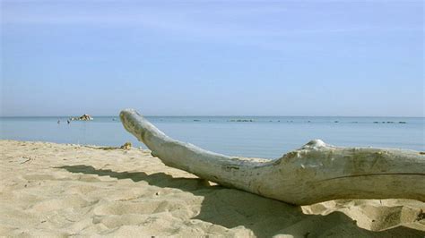 Ambiente Le Associazioni Raccolgono I Rifiuti Sulla Spiaggia Di Petacciato