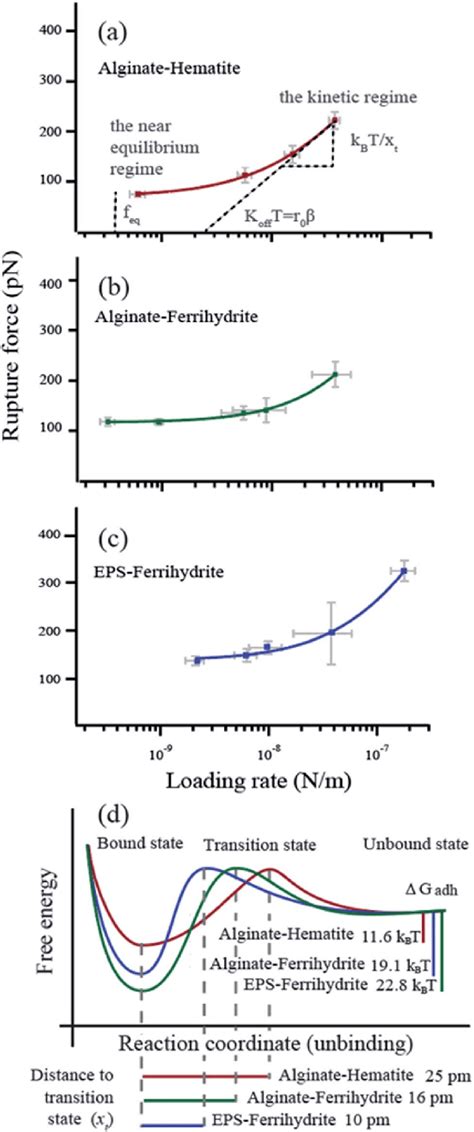 Dynamic Force Data Displayed As Rupture Force In Pn Vs Loading Rate In