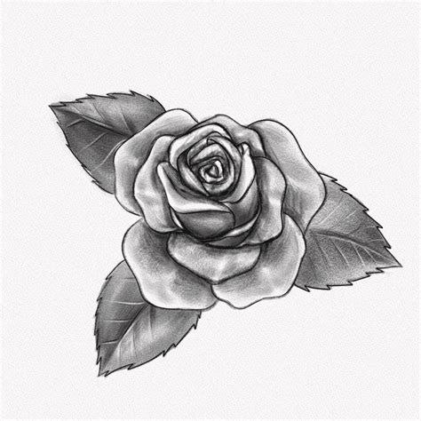 Roses Drawings Step By Step